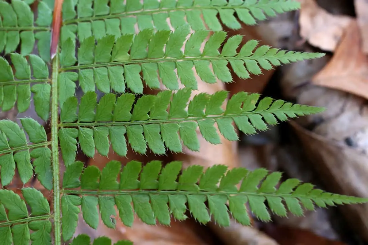 Planting ferns under trees – Fern Gardening