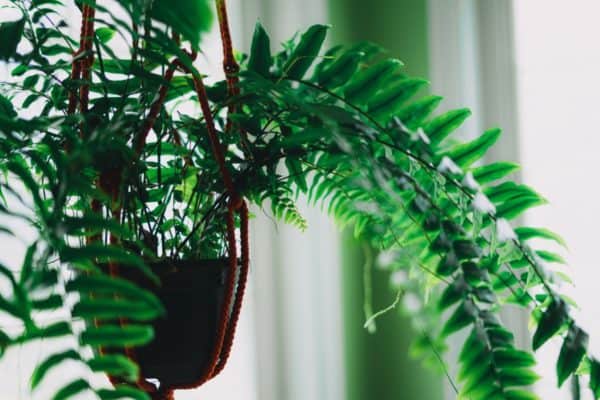 Which ferns grow best in full shade? – Fern Gardening