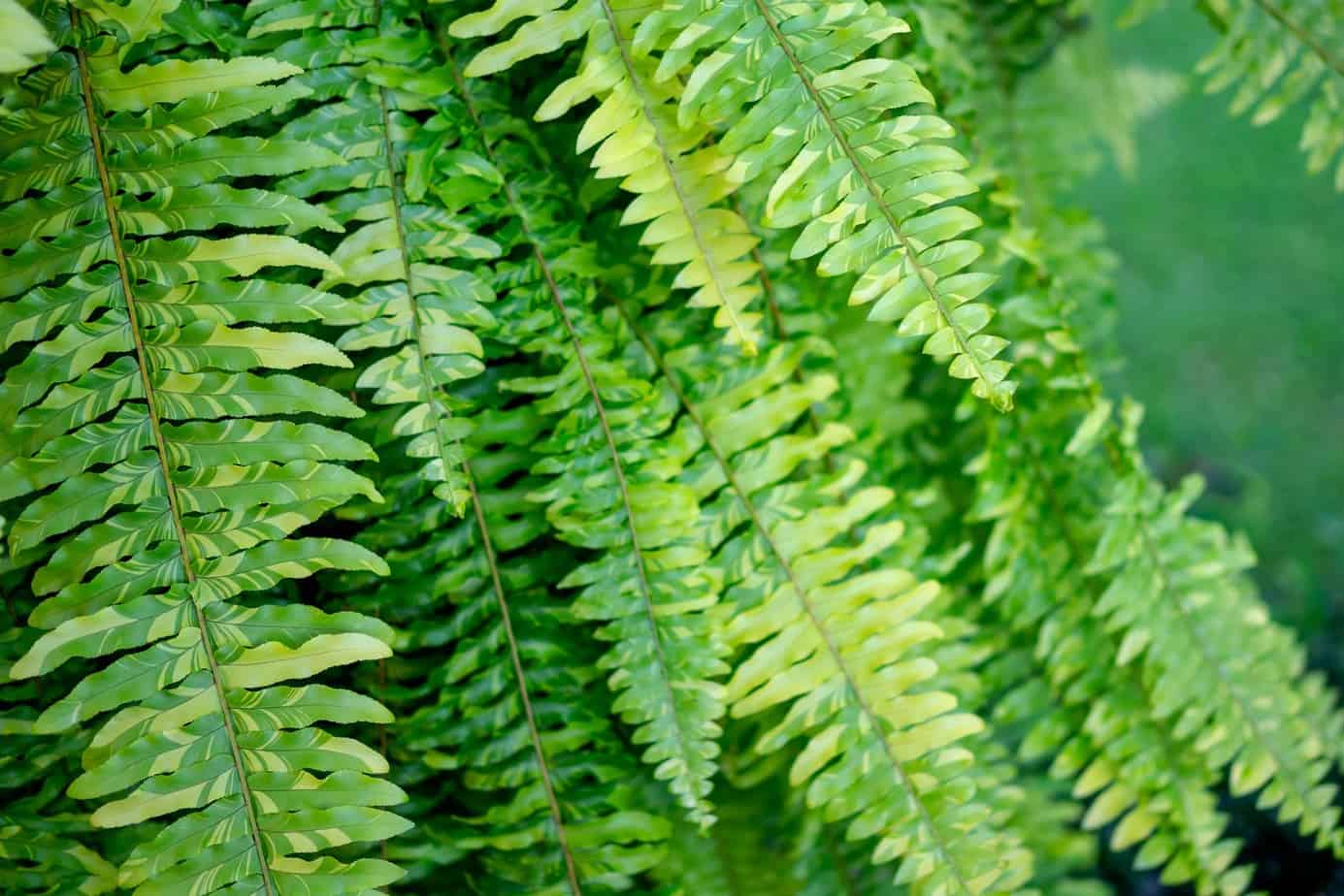 Best ferns for hanging baskets or pots – Fern Gardening