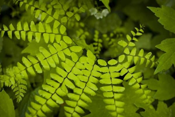 Using ferns for ground cover – Fern Gardening