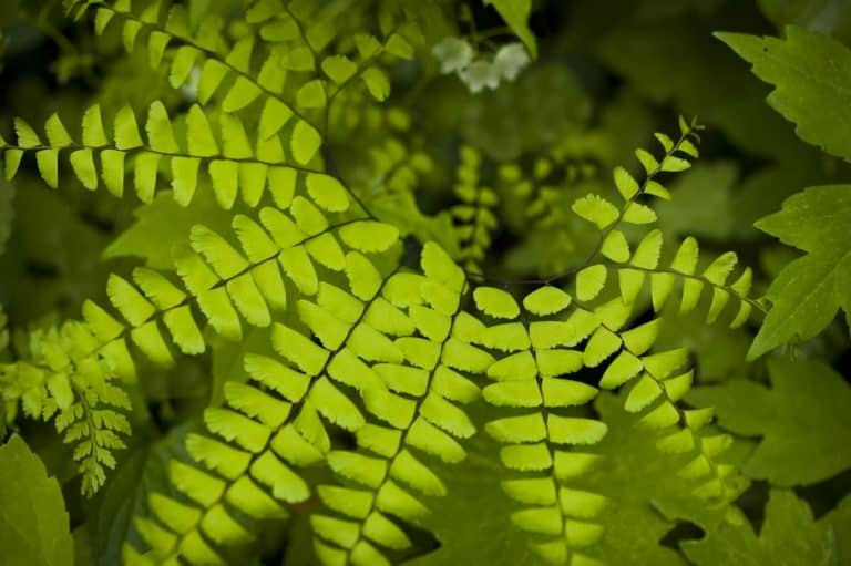 Using ferns for ground cover – Fern Gardening