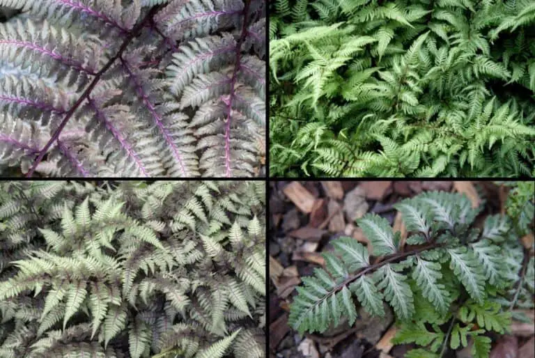 Japanese painted fern: complete care guide – Fern Gardening