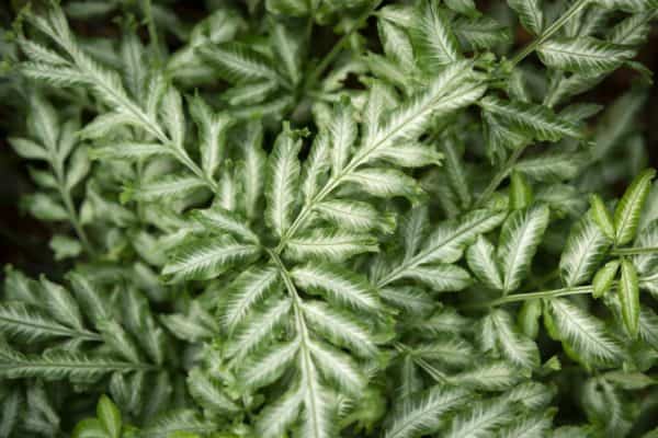 List of ferns – Fern Gardening