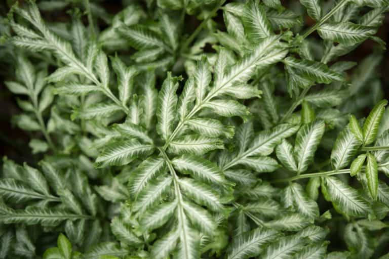 Which ferns grow best in full shade? – Fern Gardening
