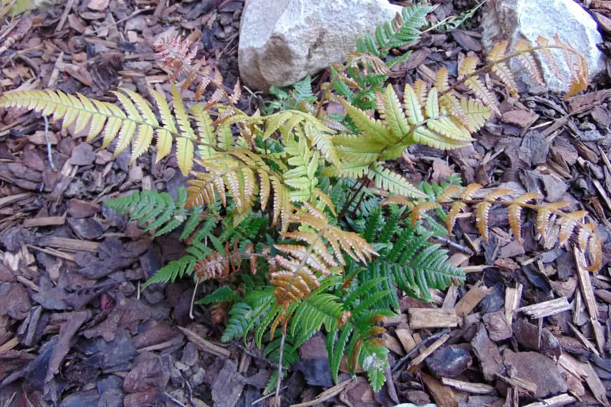 Which ferns grow best in full shade? – Fern Gardening