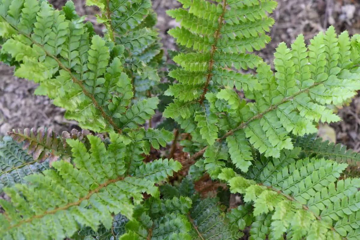 Planting ferns under trees – Fern Gardening