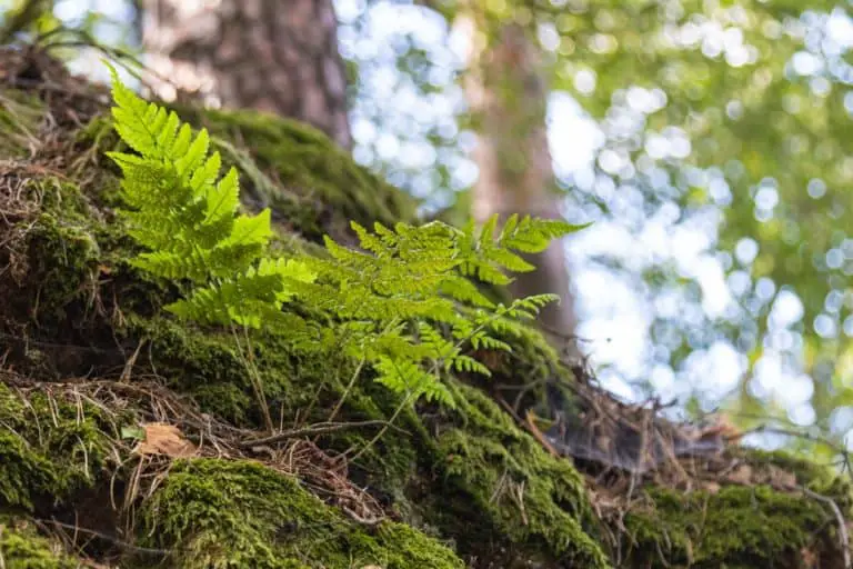 How to care for outdoor ferns in pots – Fern Gardening