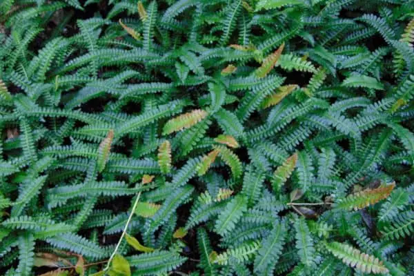 List of ferns – Fern Gardening