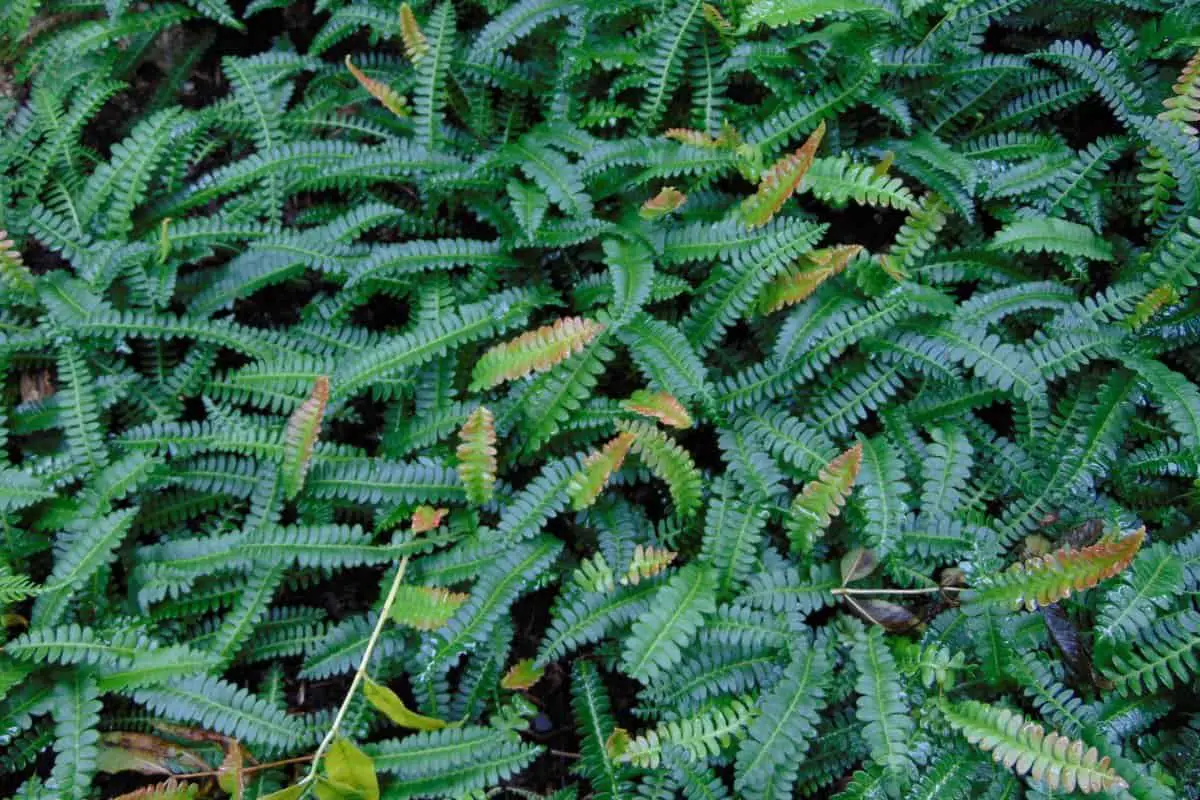 List of ferns – Fern Gardening
