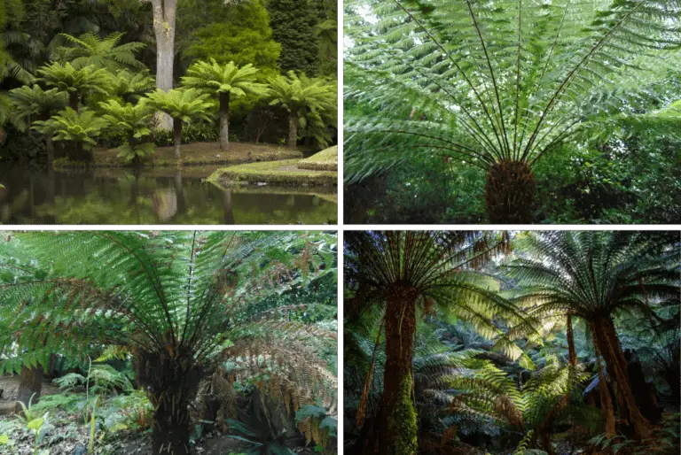 Soft tree fern (Dicksonia antarctica): complete care guide – Fern Gardening