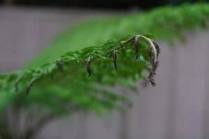 Soft tree fern (Dicksonia antarctica): complete care guide – Fern Gardening