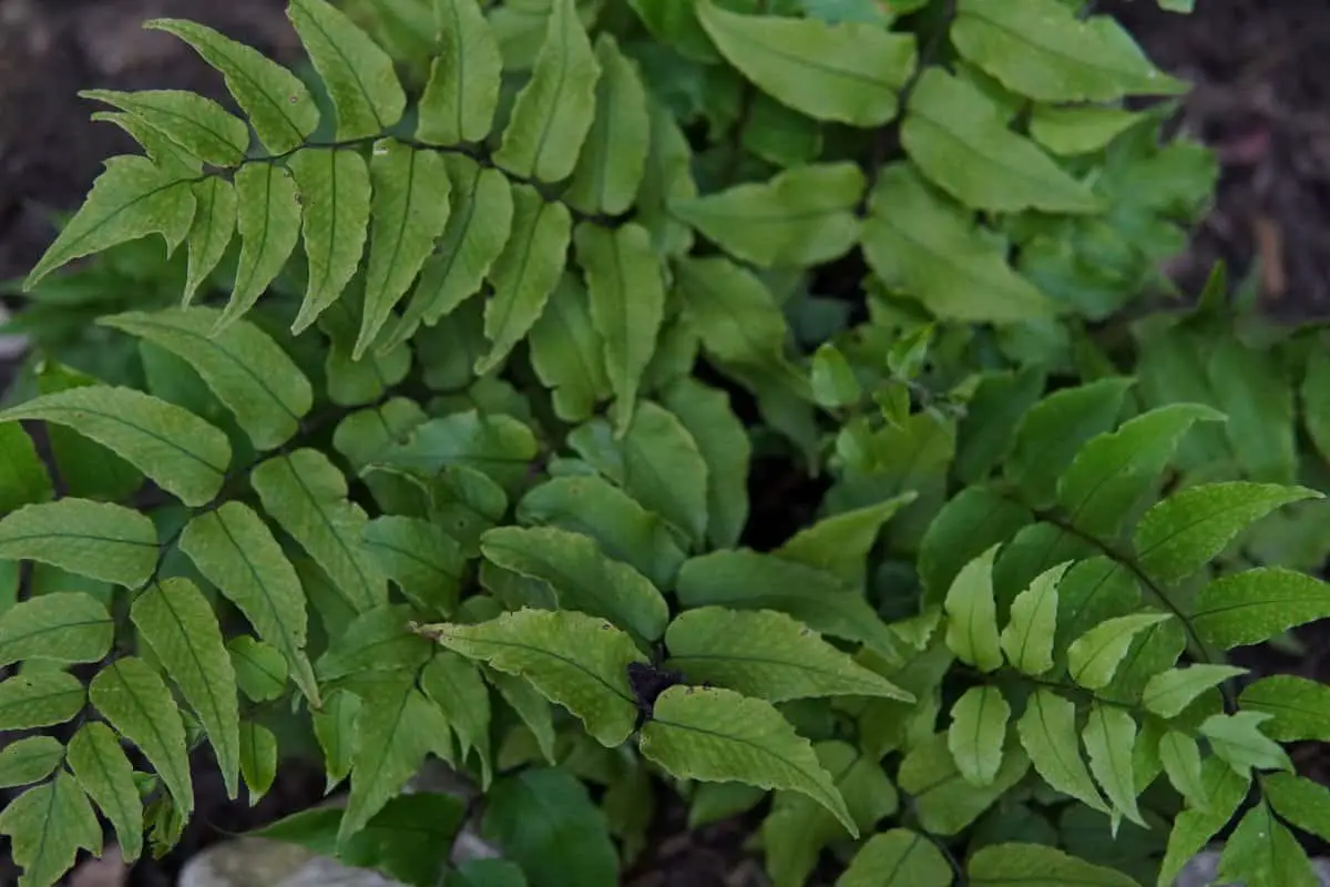 Using ferns for ground cover – Fern Gardening