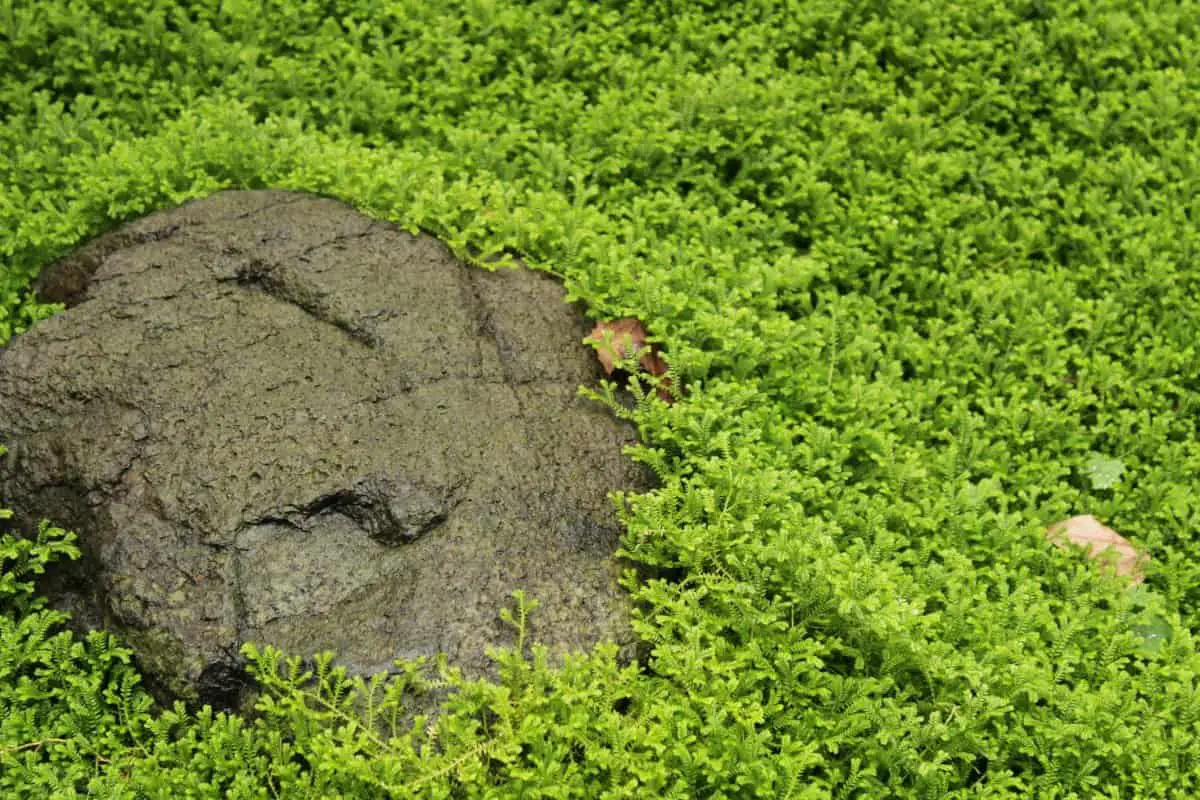 Using ferns for ground cover – Fern Gardening