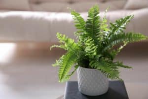 When should a fern be repotted? – Fern Gardening
