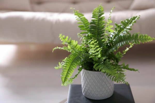 When should a fern be repotted? – Fern Gardening