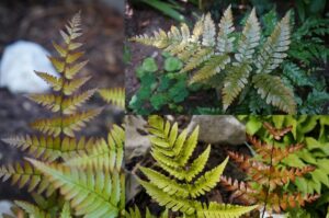 Autumn fern: complete care guide – Fern Gardening