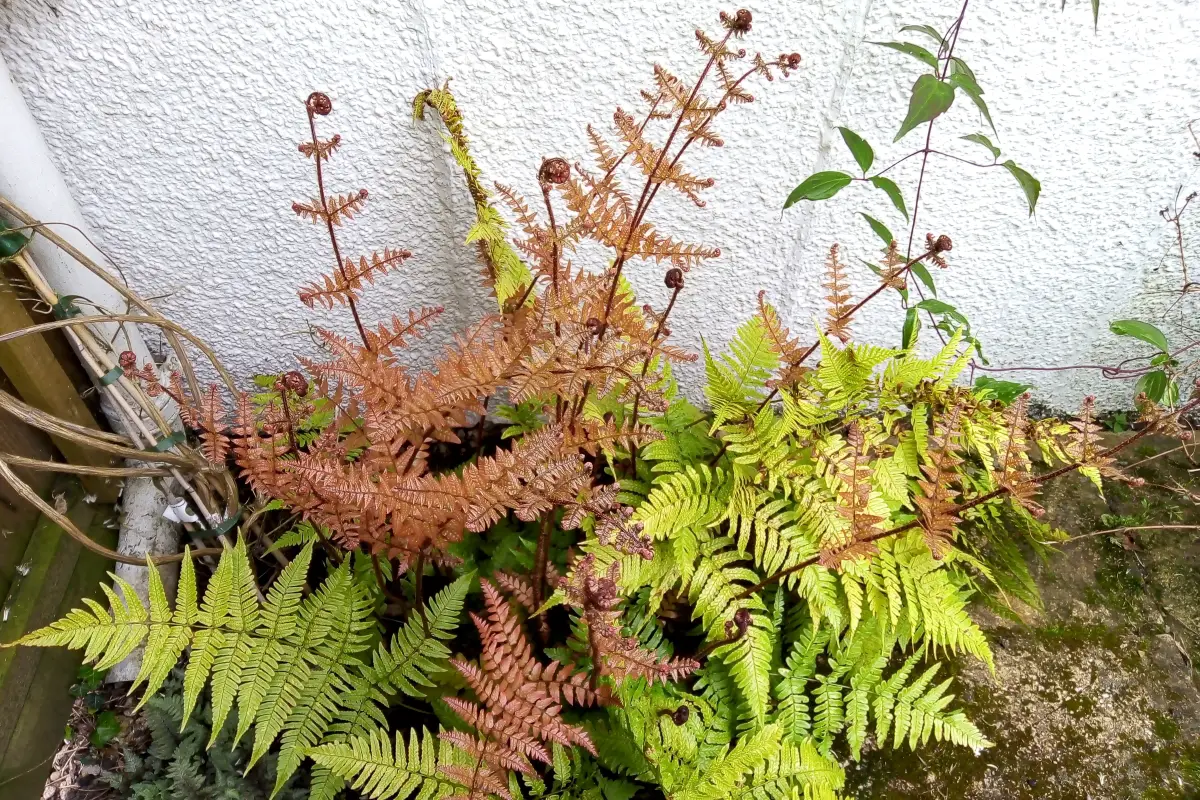 Autumn fern: complete care guide – Fern Gardening