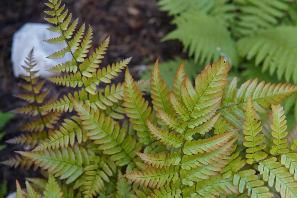 Autumn fern: complete care guide – Fern Gardening
