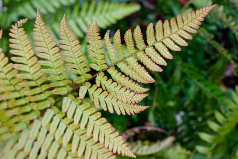 Autumn fern: complete care guide – Fern Gardening