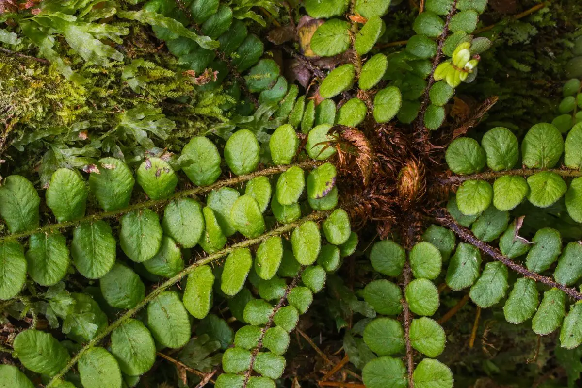 List of ferns – Fern Gardening